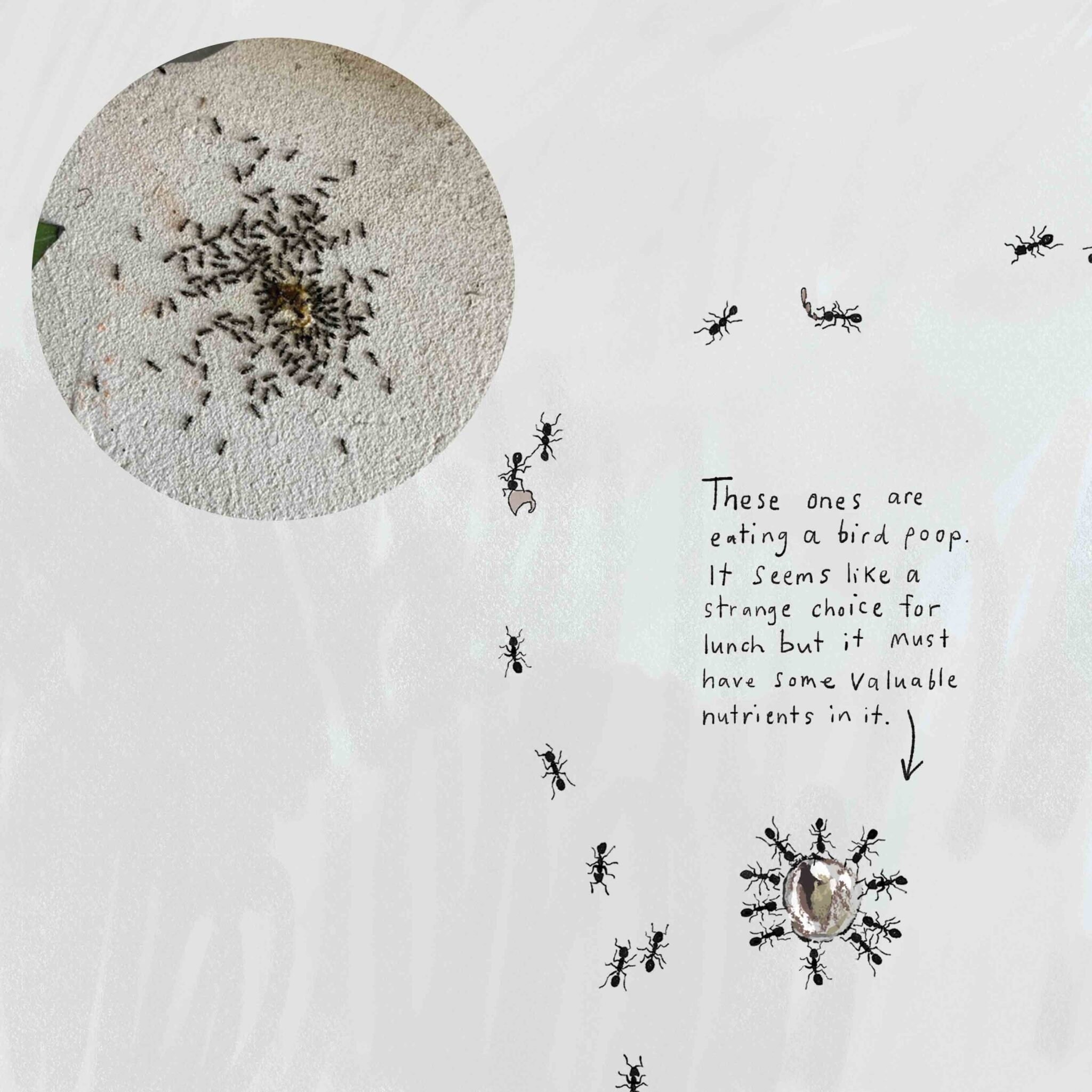 Giselle Clarkson’s life as an observologist | Gecko Press